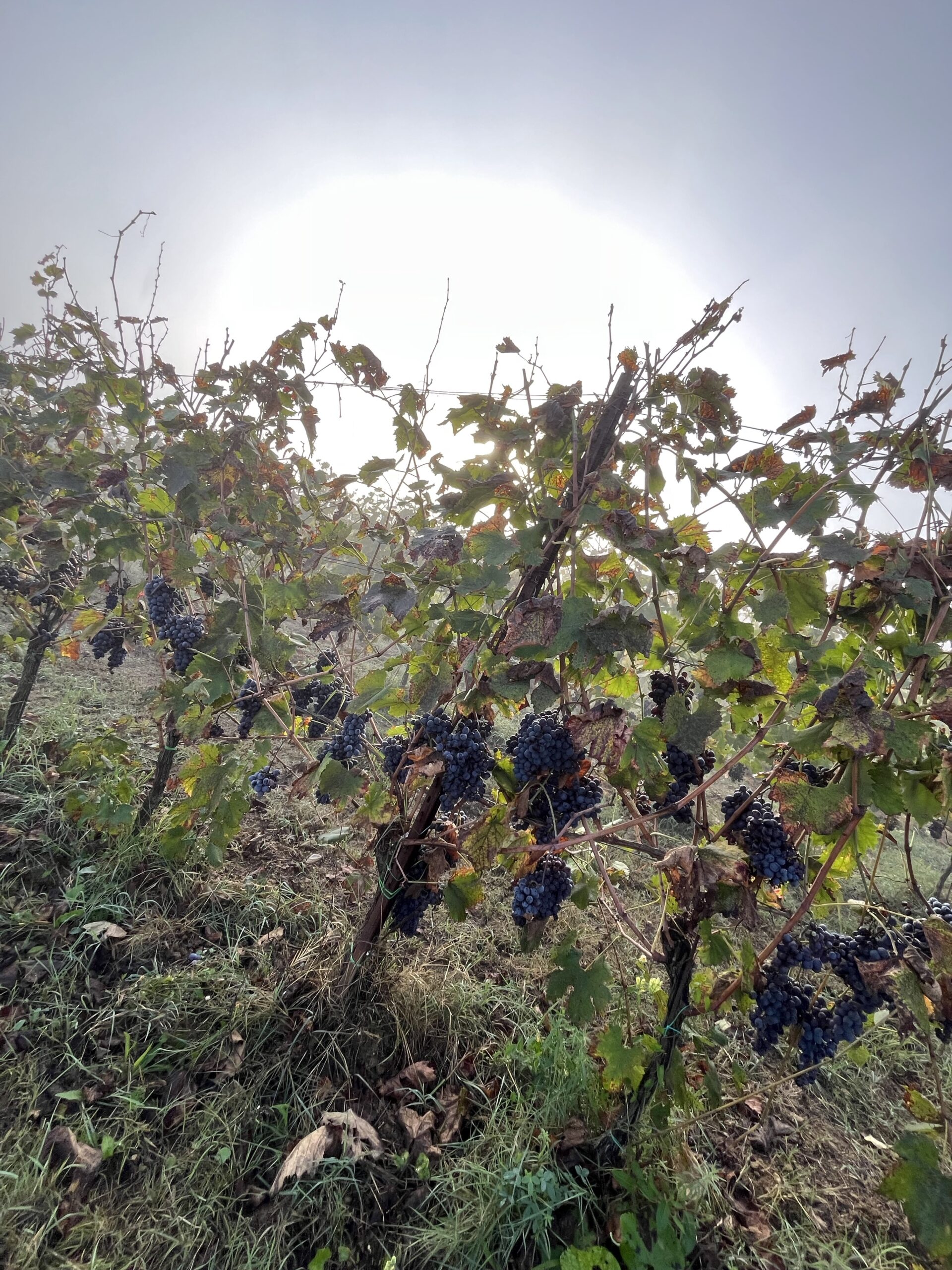 Tuscan Snips - Volume 18 - John Fodera's Tuscan Vines